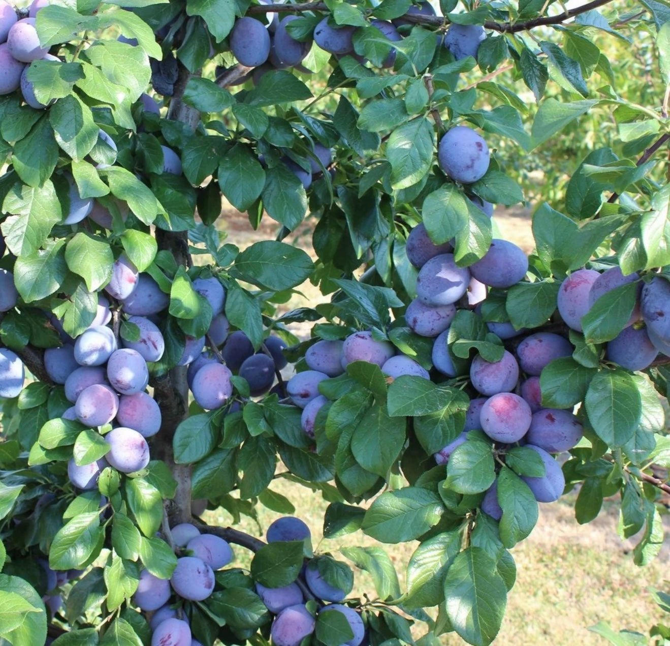 Prun TOP HIT – Pepiniera Muntenia