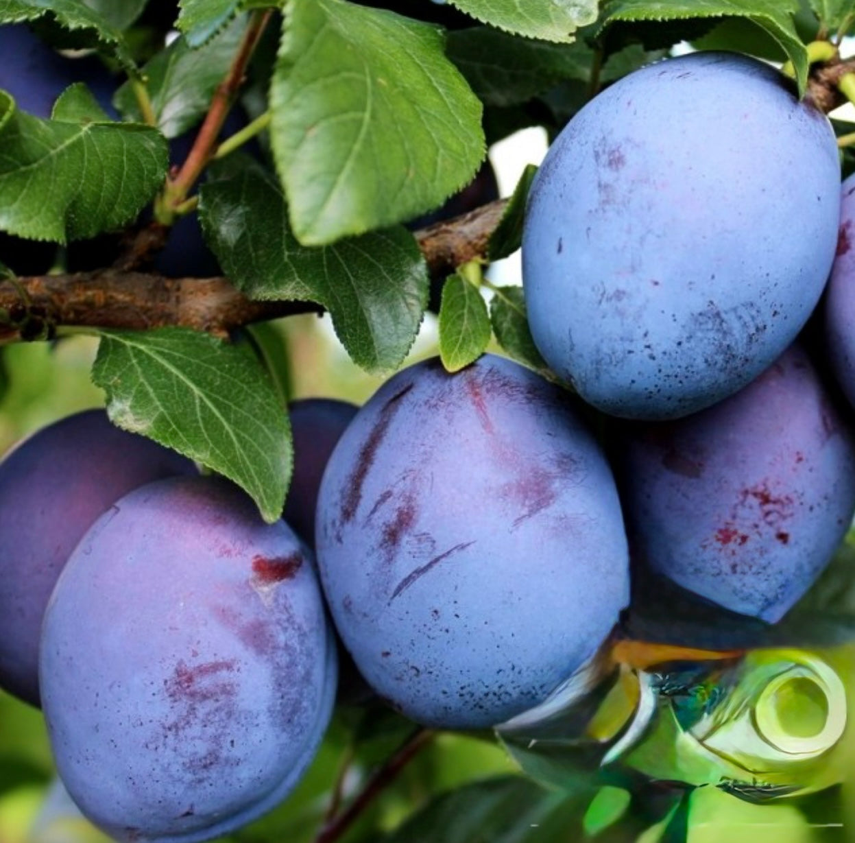 Prun TOPEND PLUS – Pepiniera Muntenia
