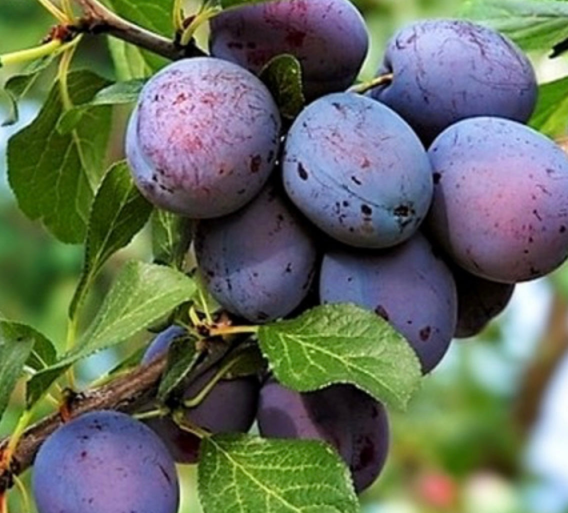 PRUN EMPRESS – Pepiniera Muntenia