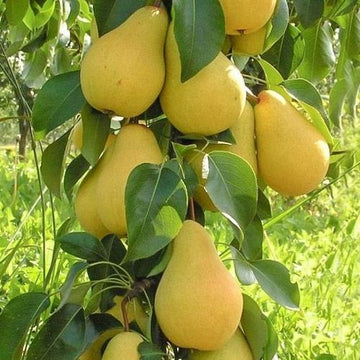 Pomi fructiferi columnari – Pepiniera Muntenia