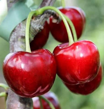 Pomi fructiferi columnari – Pepiniera Muntenia