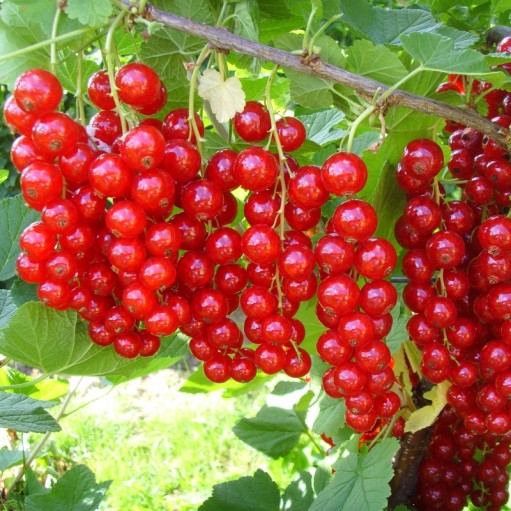Coacaz Rosu Jonkheer – Pepiniera Muntenia