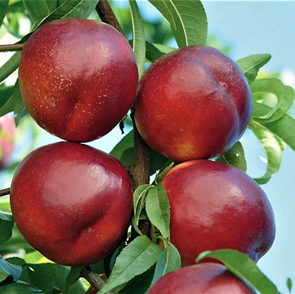 Pomi fructiferi columnari – Pepiniera Muntenia