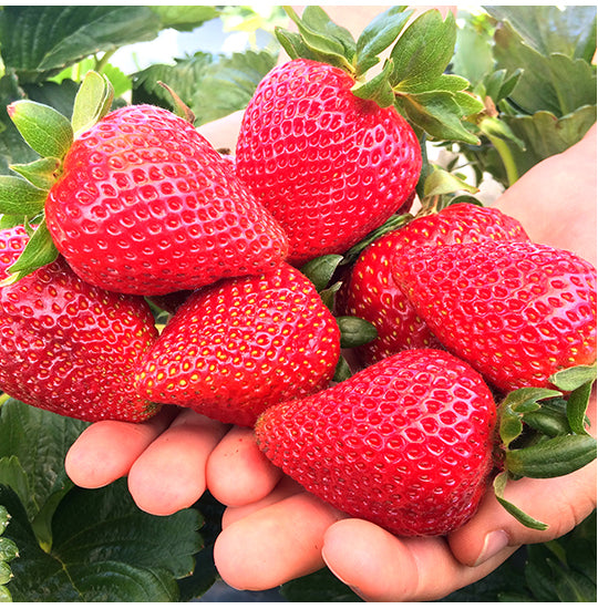 Stoloni Capsuni Red Gauntlet Premium 6 buc – Pepiniera Muntenia